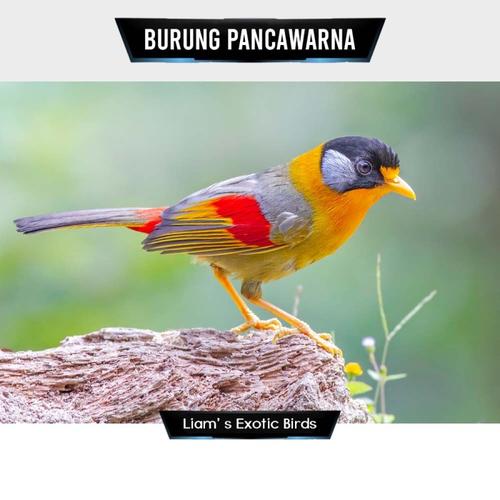 Jual Burung Pancawarna Asia Rawatan Mulus - Betina - Jakarta Timur ...
