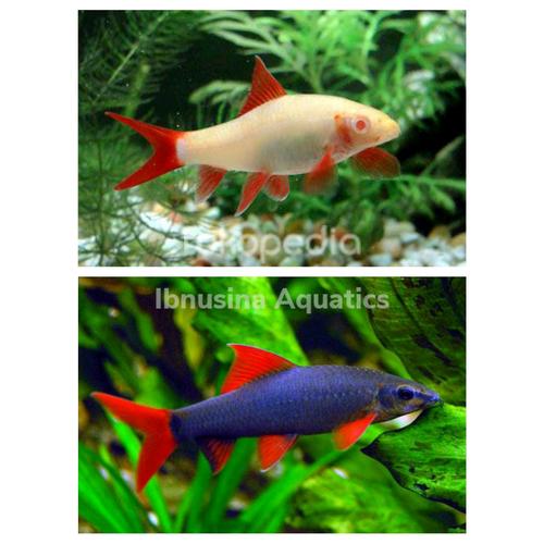 Jual Ikan Redfin shark / Redfin shark albino / Ikan pembersih algae ...