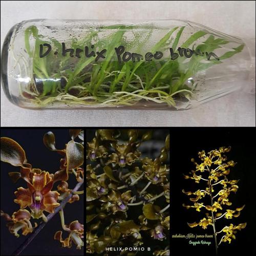 Jual ' BIBIT ANGGREK SPESIES DALAM BOTOL - DENDROBIUM HELIX POMIO BROWN ...