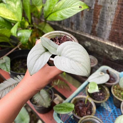 Jual scindapsus silver platinum species borneo - Kab. Sekadau - Yadi ...