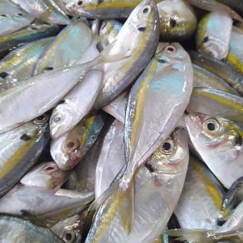 Jual ikan selar fresh - Jakarta Utara - ROID-seafood | Tokopedia