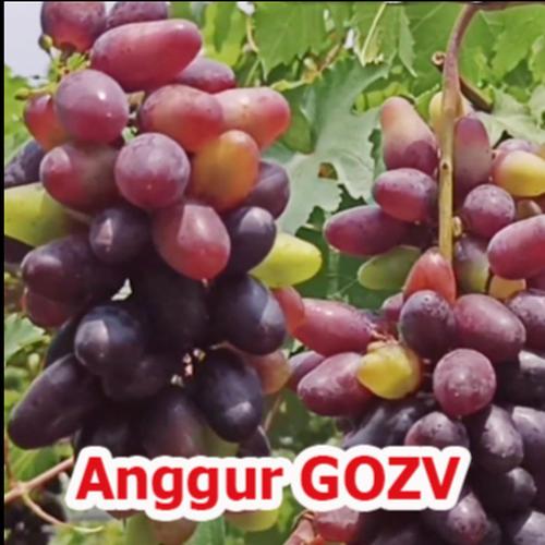 Jual Bibit Anggur Gosv Import Tanaman Anggur Hitam Gosv Grafting - Kota ...