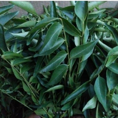 Jual daun kari,salam koja,temuru segar,daun herbal kaya manfaat per ...