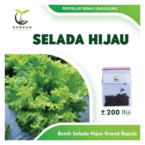Jual 200 Benih Selada Hijau Keriting Grand Rapids Panah Merah ...