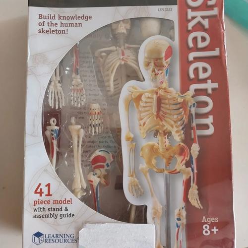 Jual Learning resources human anatomy model - Kota Metro - BukuAnakMetro | Tokopedia
