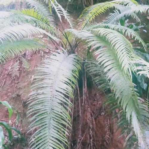 Jual Tanaman hias pakis gunung - Kota Tangerang - Seller herbal dan ...