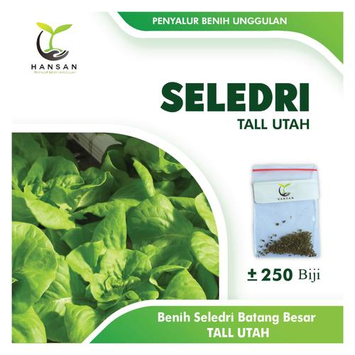 Jual 250 Bibit Seledri Batang Besar Tall Utah Benih Tanaman Sayuran ...