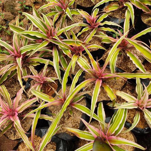 Jual tanaman bromelia tricolour - Kota Depok - badawiFLORA21 | Tokopedia