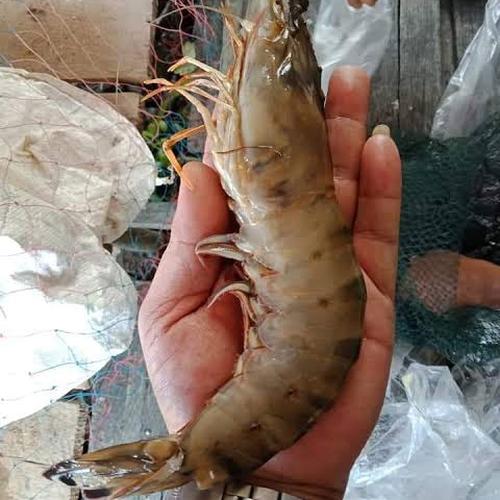 Jual Udang Pancet Super Jumbo 1kilogram - Jakarta Selatan - IKAN LAUT ...