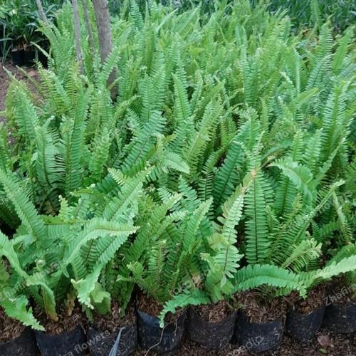 Jual pakis kelabang/vertical/ tanaman hidup - Kota Tangerang Selatan ...