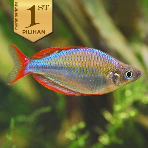 Jual Rainbow Neon Peacock Ikan Hias Aquascape Hiasan Aquarium Tanaman ...