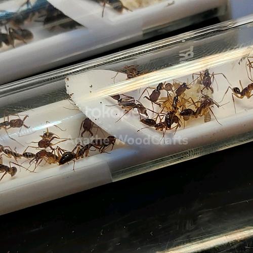 Jual Odontomachus Rixosus / Queen Ant / Ratu Semut FERTILE - 1Q +15W ...
