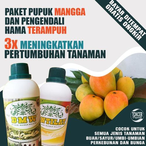 Jual Pupuk Organik Cair Tanaman Buah Mangga POC BMW & Pestisida Organik - Jakarta Timur - NAGOQU ...