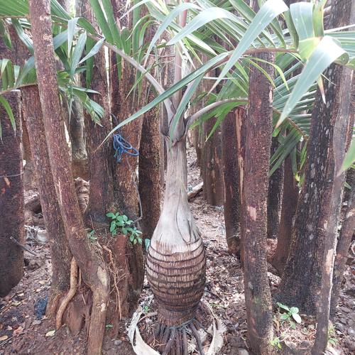 Jual Pohon palem botol 1,5meter - Jakarta Barat - dayplant landscape ...