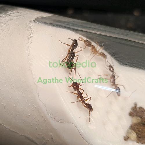 Jual Anochetus sp. / Queen Ant / Ratu Semut FERTILE - Kab. Bogor ...