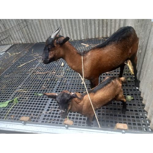 Jual Kambing Hias Kambing Kacang dwarf goat - Kab. Banjarnegara ...