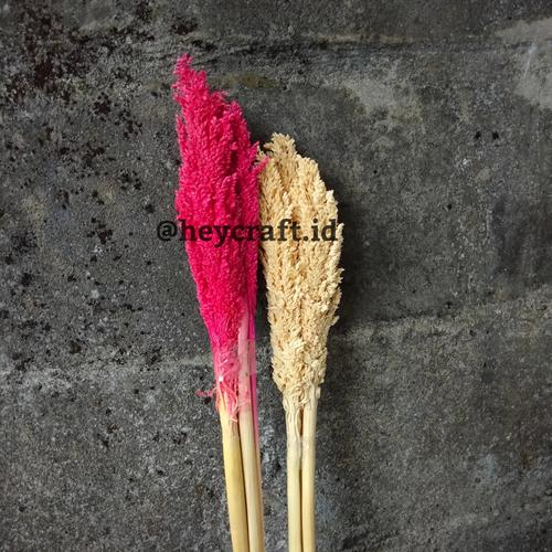 Jual Bunga Cantel/Sorgum Bunga Gandum Natural (No bleaching) - Kab ...