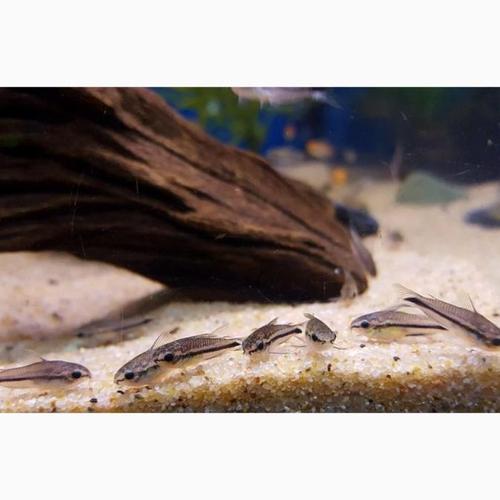 Jual ikan hias aquascape Corydoras Pygmy mini - Jakarta Selatan ...