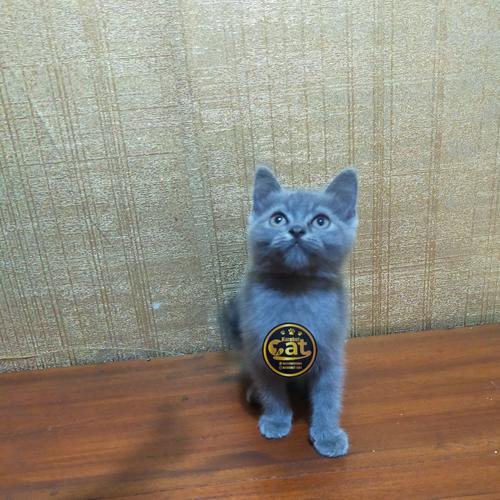 Jual kucing Persia mix bsh british - Kota Surakarta - karebetcat2 ...