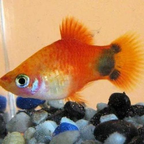 Jual Platy mickey mouse - Ikan platy caroline - Jakarta Selatan ...