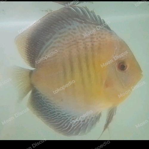 Jual Ikan Discus Leopard Snakeskin LSS - Ukuran 2 in inch inci 2.0 ...
