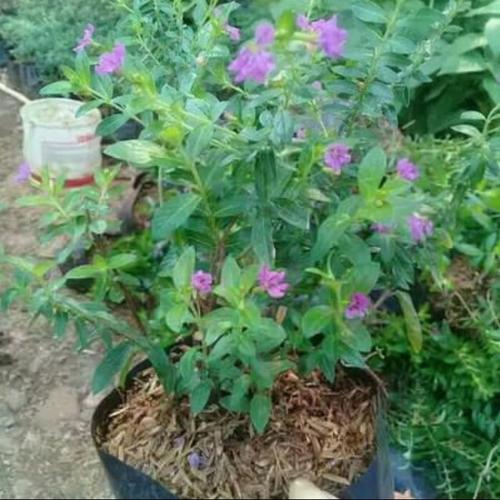 Jual PAKET 10 TANAMAN HIAS TAIWAN UNGU / CUPHEA HYSSOPIFOLIA free emas ...