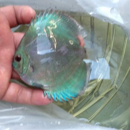 Jual DISCUS Blue diamond 2inch up/ IKAN HIAS AIR TAWAR - tidak garansi ...