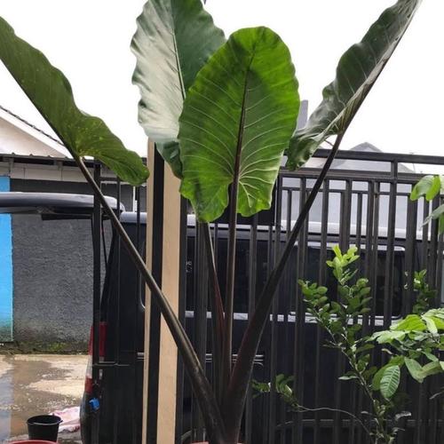 Jual tanaman hias sente hitam / calladium black giant - 1 meter ...