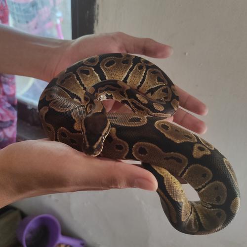 Jual ball python normal female/betina ball piton ball pyton murah ...