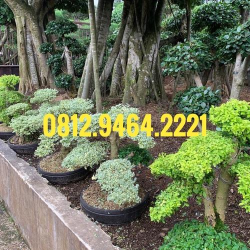 Jual Pusat Pohon Bonsai Legistrum Daun Kuning & Putih UK 50 Cm+ ...