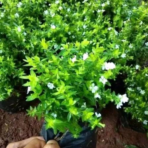 Jual PAKET 10 TANAMAN HIAS TAIWAN PUTIH / CUPHEA HYSSOPIFOLIA / LIST ...