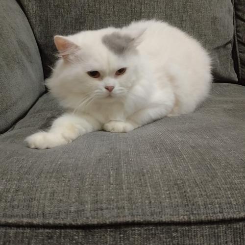 Jual Kucing British longhair jantan bicolor - Jakarta Barat ...