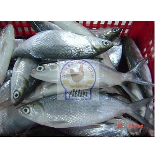 Jual Ikan Bandeng Segar (Fresh Milk Fish) - Jakarta Utara - ALIM AYAM ...