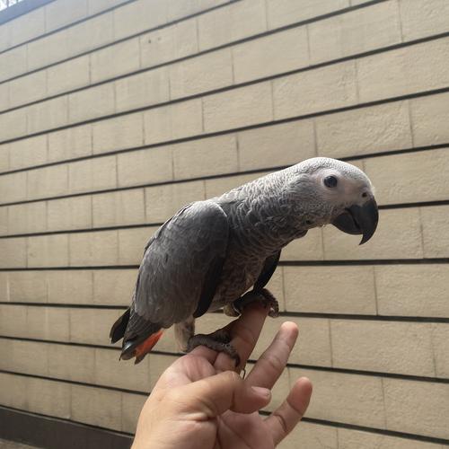 Jual Burung African grey baby 4bln - Jakarta Timur - UK-PARROT | Tokopedia