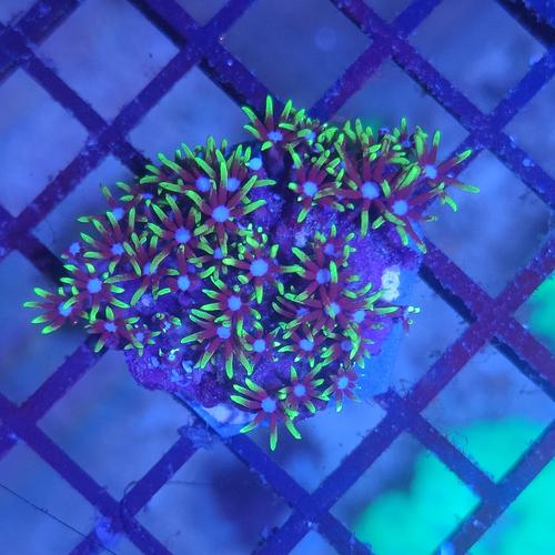 Jual green star polyp frag gsp frag aquarium laut - Jakarta Selatan ...