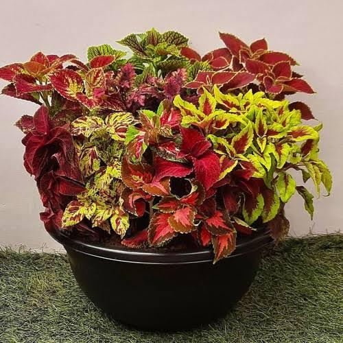 Jual tanaman hias miana mix paket 5jenis plus pot putih / tanaman miana ...