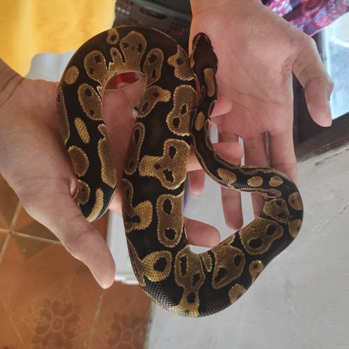 Jual ball python normal female/betina ball piton ball pyton - Kota ...