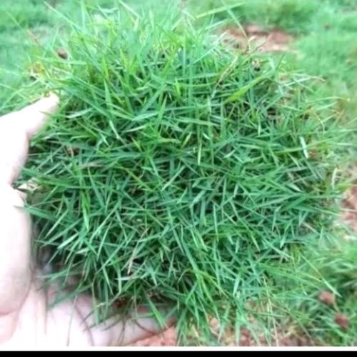 Jual rumput jepang hidup/rumput peking - Kota Tangerang Selatan - Graha ...