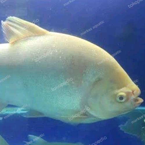 Jual ikan pacu albino predator - Kota Tangerang Selatan - markas ...
