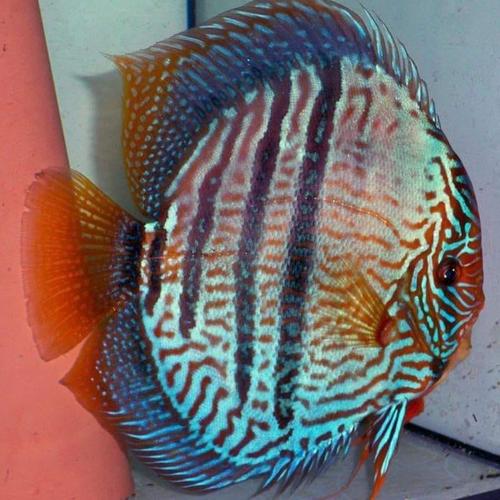 Jual discus heckel cross 2inch/ IKAN DISCUS HIAS AIR TAWAR - 1cm, tidak ...