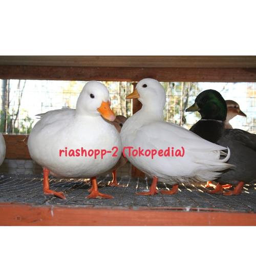 Jual bebek Sultan call duck import America - Jakarta Timur - riashop-2 ...