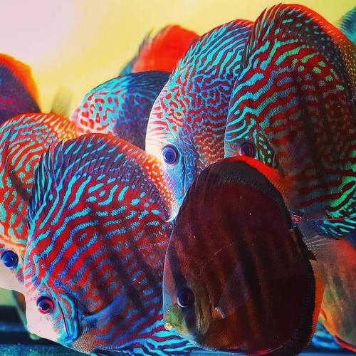 Jual discus turquise 2inch/ IKAN DISCUS HIAS AIR TAWAR - 1cm, tidak ...