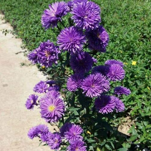 Jual Tanaman Bunga Aster Pikok / Peacock/ (cocok untuk dekor) - Ungu ...