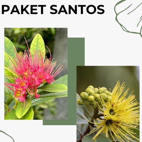Jual PAKET 5 BUNGA SANTOS LEMON KUNING / SANTOS LEMON MERAH - CUSTOM ...
