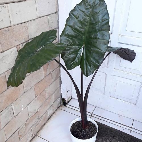 Jual tanaman hias keladi hitam/pohon sente hitam/lompong hitam asli ...