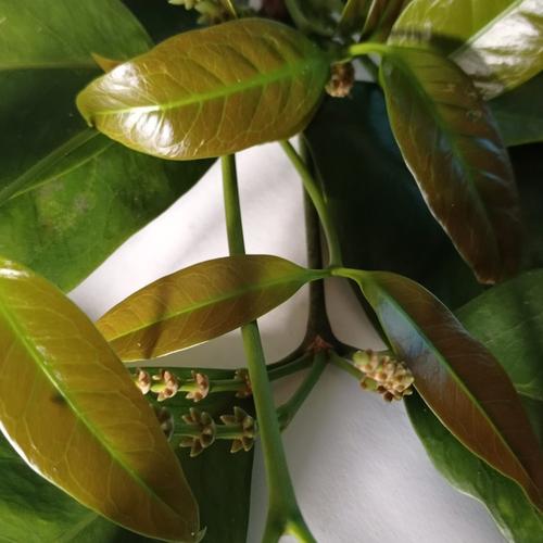 Jual daun melinjo segar/daun so/sayuran/melinjo/100gram - Kab. Kendal ...