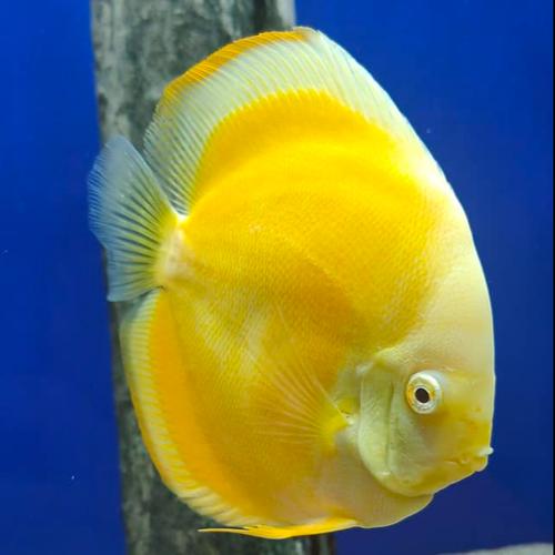 Jual discus golden rim 2inch/ IKAN DISCUS HIAS AIR TAWAR - 2cm, tidak ...