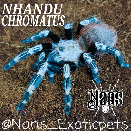 Jual Tarantula Nhandu chromatus - Unsex 11cm+- - Kota Depok - Nans ...