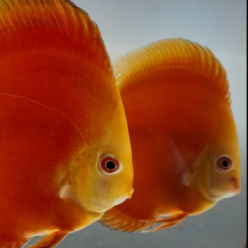Jual discus Red Melon 2inch/ IKAN DISCUS HIAS AIR TAWAR - 2cm, tidak ...