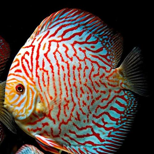 Jual Discus Tiger 2inch/ IKAN DISCUS HIAS AIR TAWAR - 1cm, tidak ...